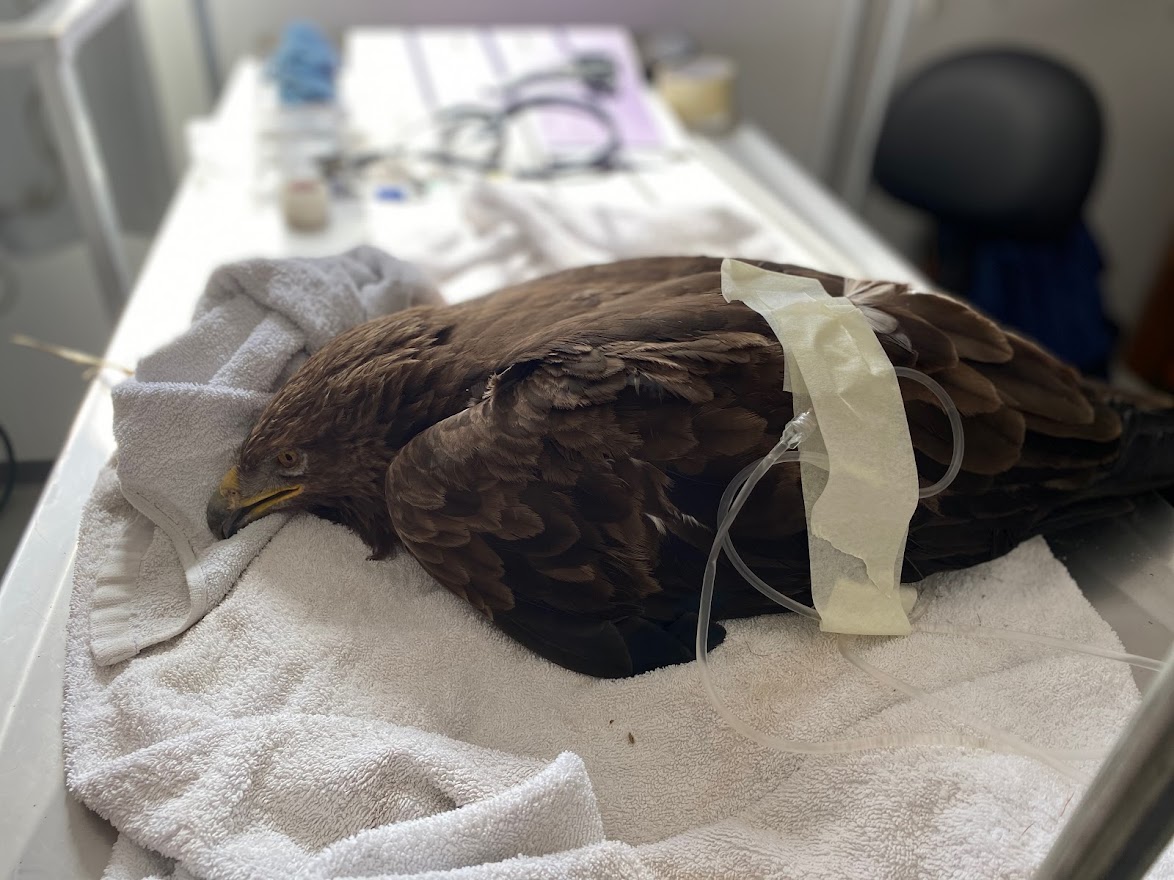 KKL-JNF to the Rescue, Now you can save lives