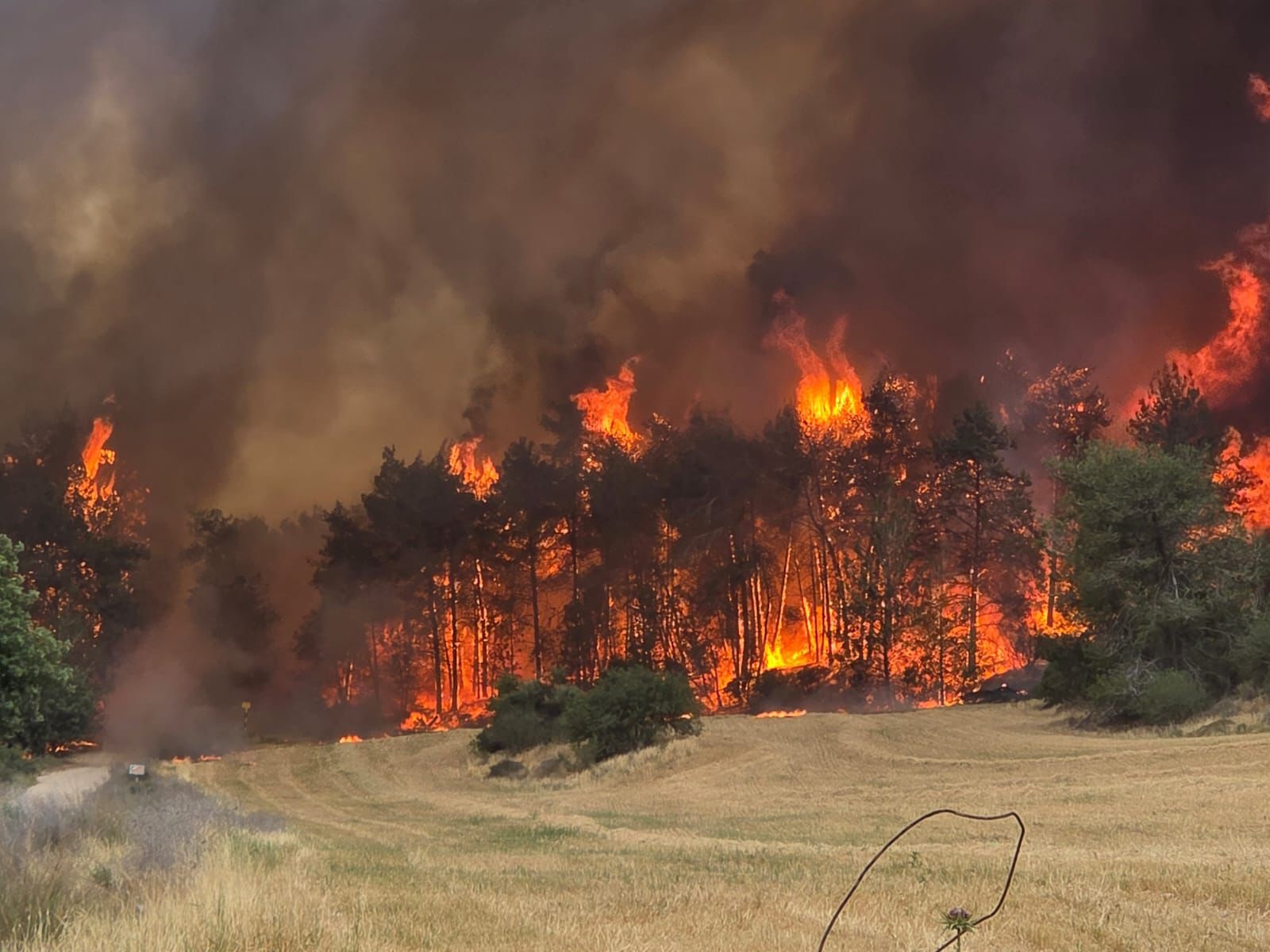 Stand with Israel's Forest Guardians: Help Combat Wildfires.
